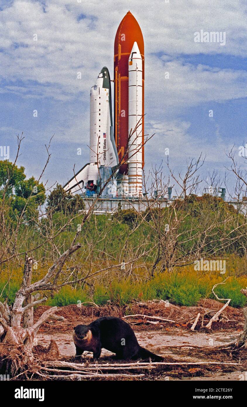 (13 March 1992) --- An otter, surprised by the unexpected presence of ...