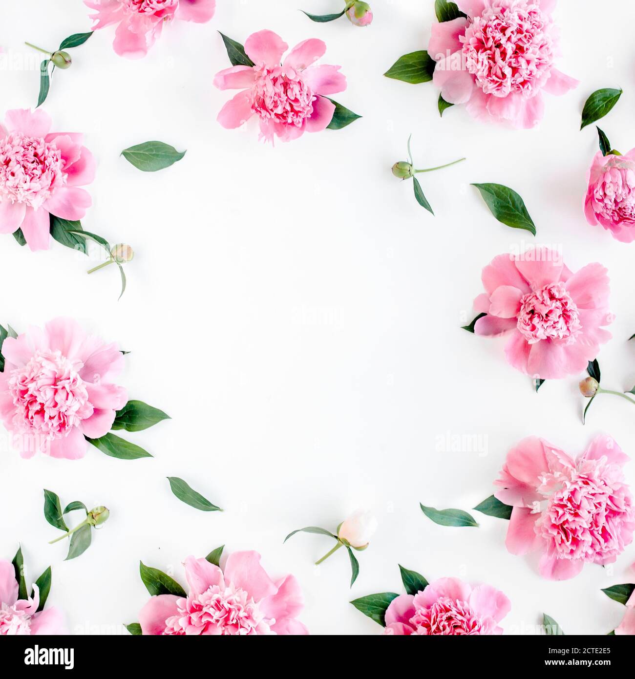 Frame of pink peony flowers with space for text on white background ...
