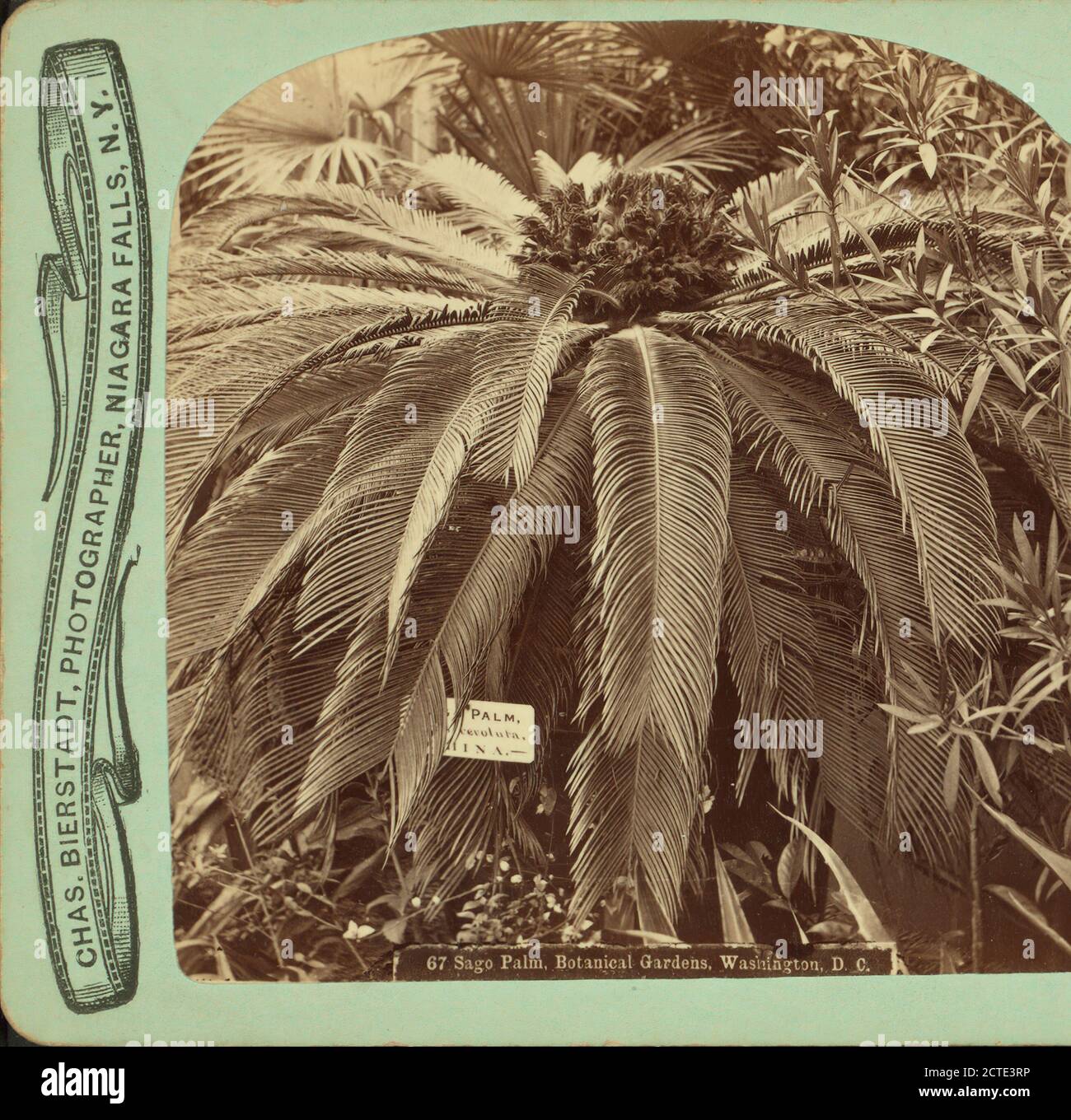 Sago palm botanical gardens hi-res stock photography and images - Alamy