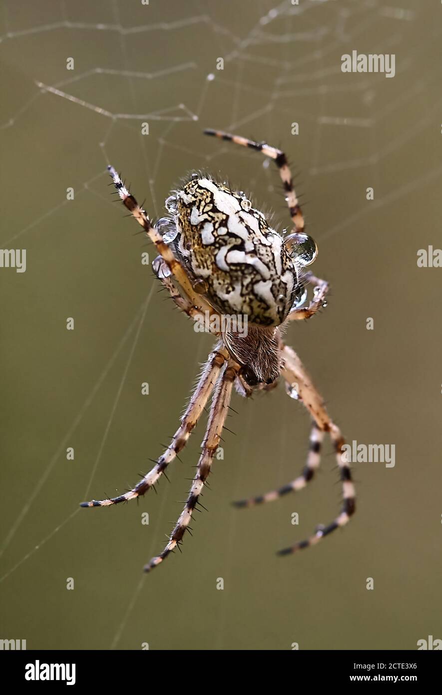 Spider in a web Stock Photo - Alamy