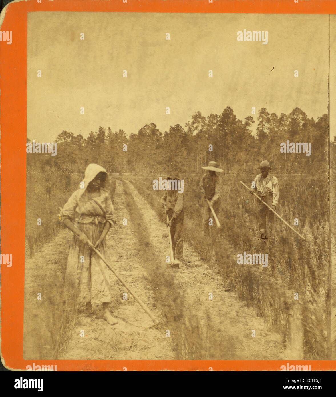 Hoeing hi-res stock photography and images - Alamy