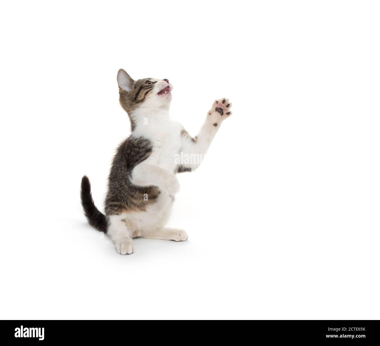 Cute baby tabby kitten playing and swinging its paws isolated on white ...
