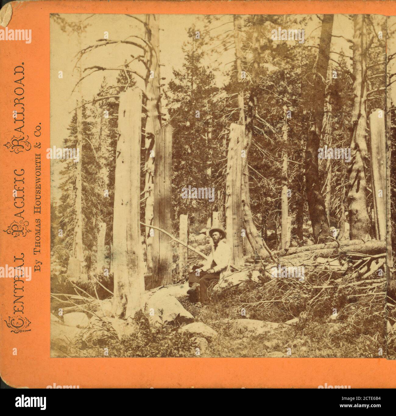 Starvation Camp. Stumps of trees cut by the Donner Party in Summit ...