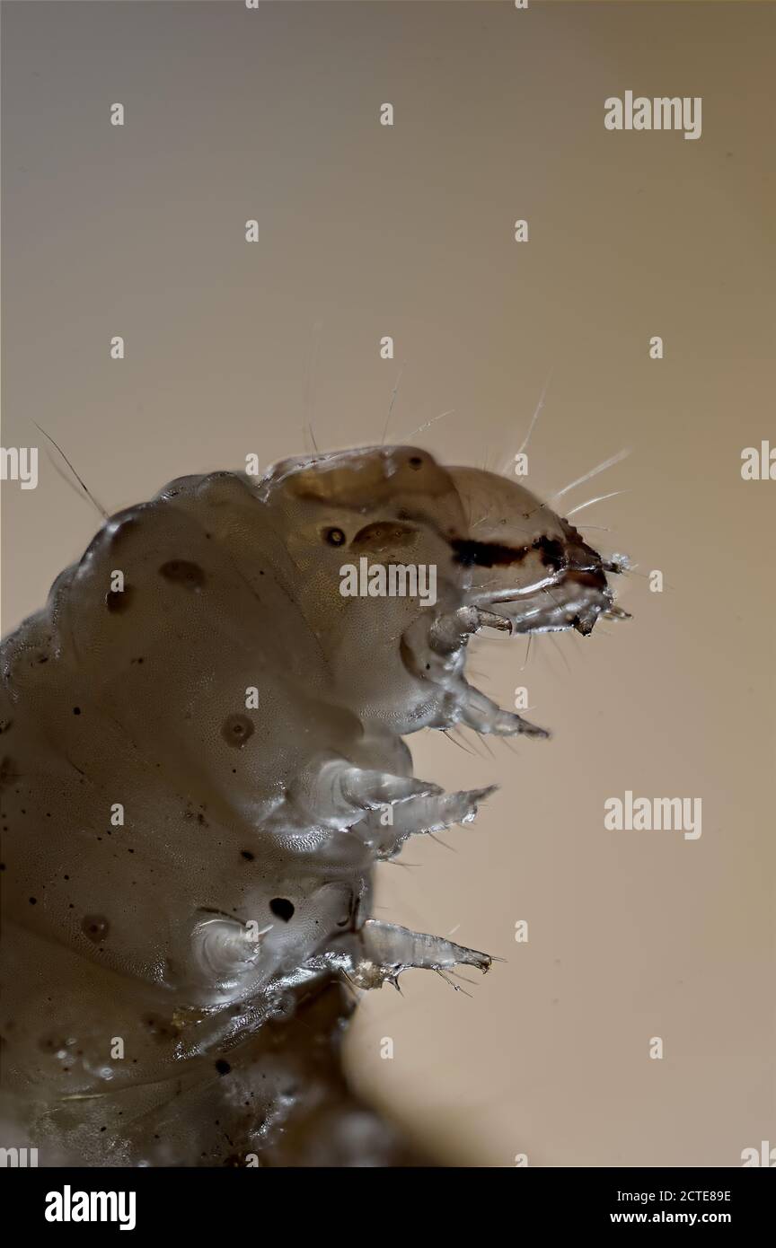 Drosophila melanogaster eye color hi-res stock photography and images ...