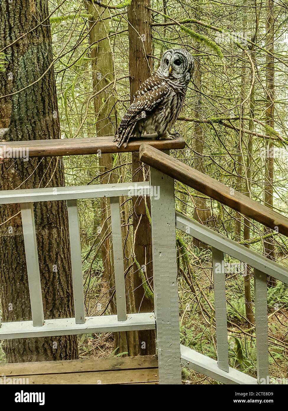 Back owls hi-res stock photography and images - Alamy