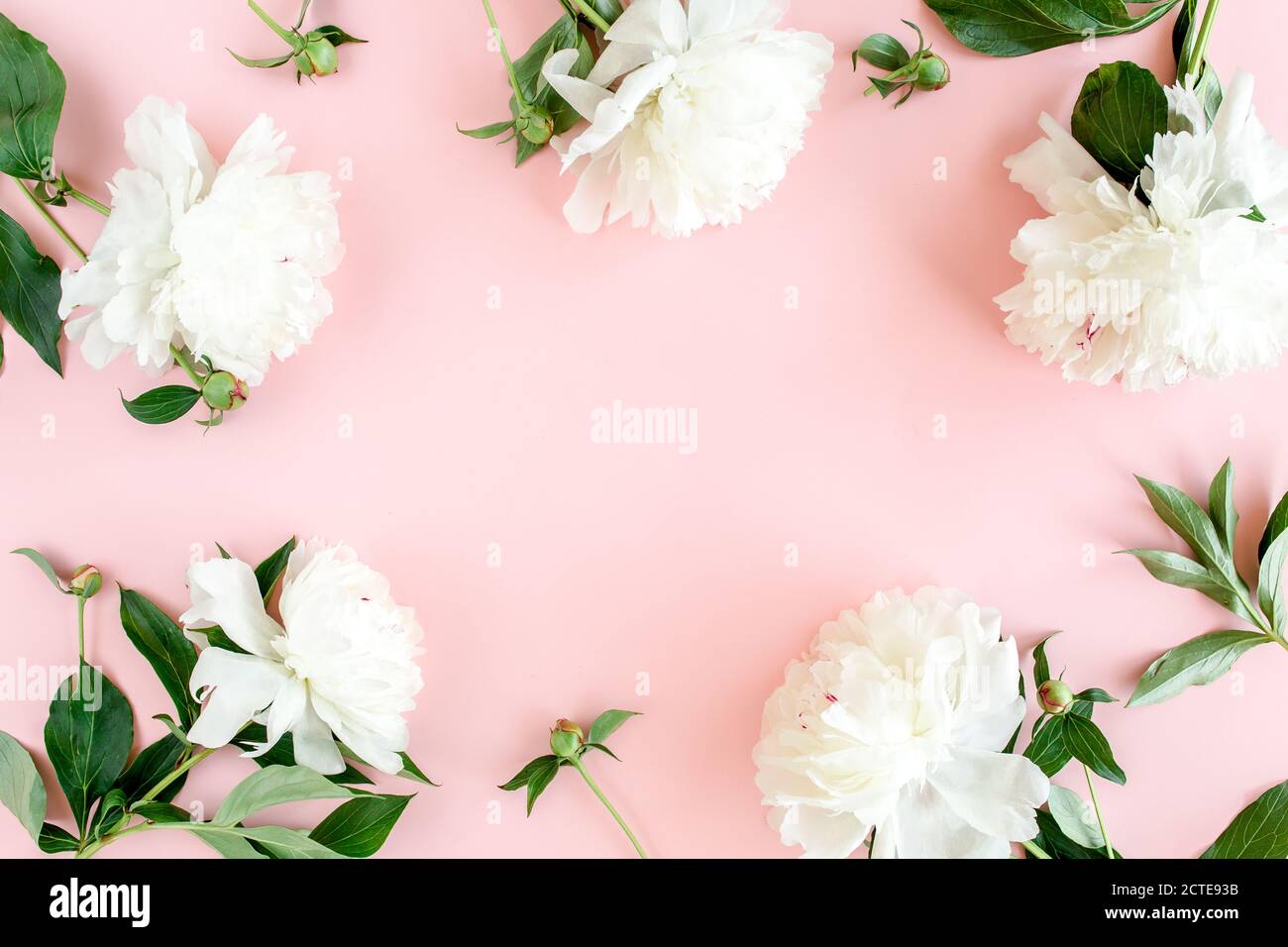 Frame of white peony flowers with space for text on pink background ...