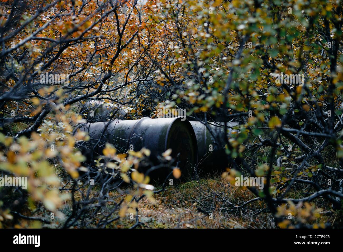 the uncovered an old rusty and leaky barrel of oil at the forest Stock ...