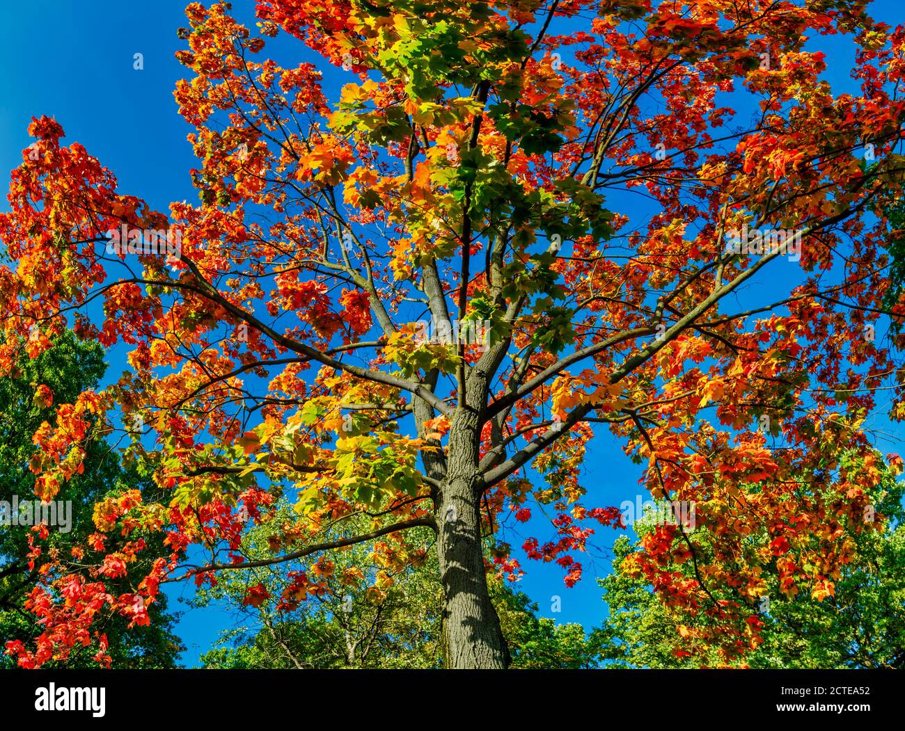 Sugar paradise hi-res stock photography and images - Alamy