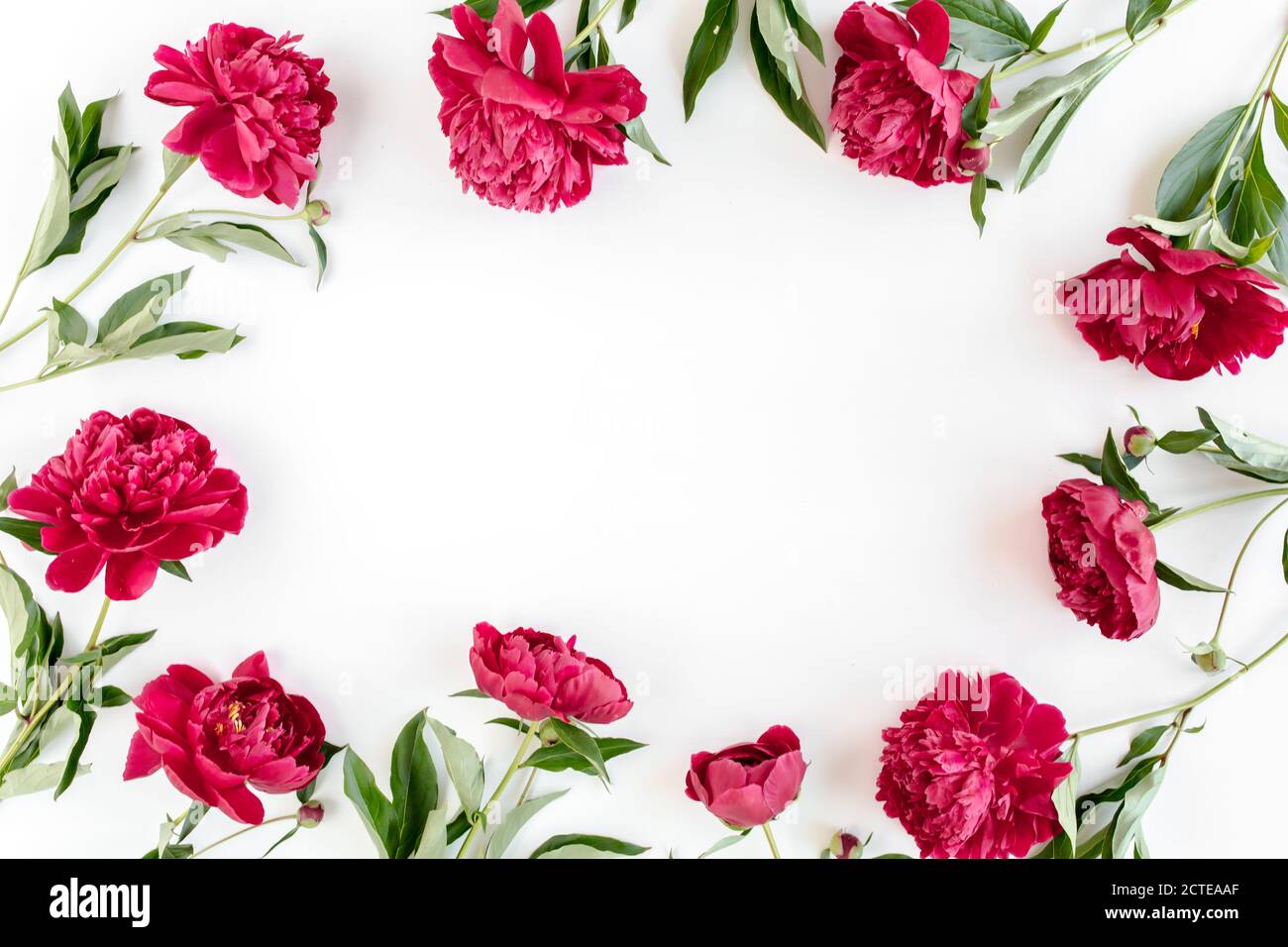 Frame made of beautiful red peonies on white background. Flat lay, top ...