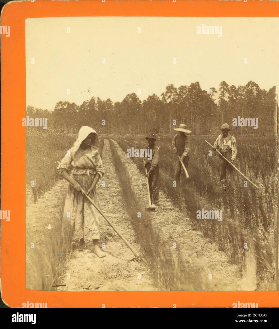 Upland rice hi-res stock photography and images - Alamy