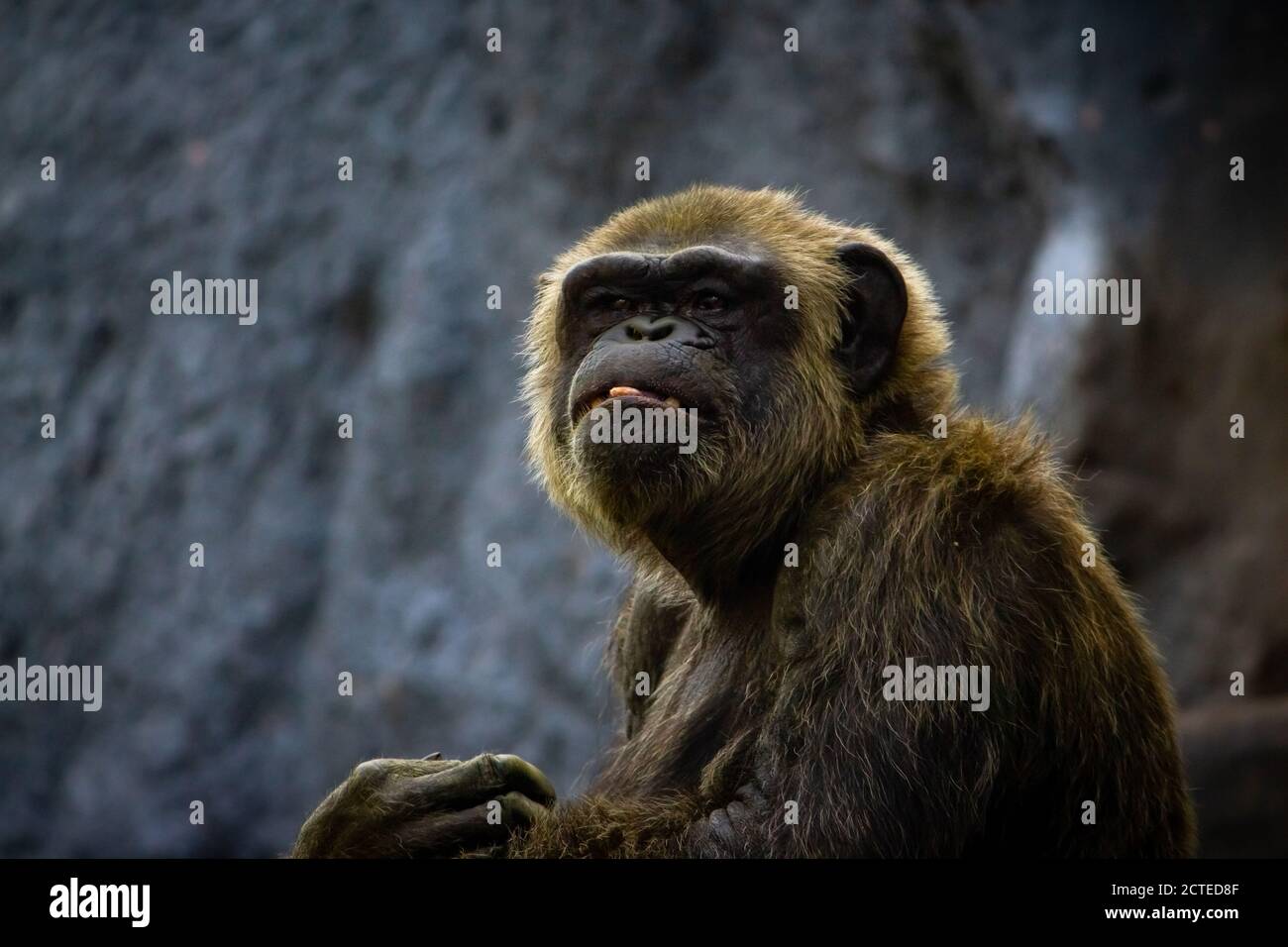 Young gigantic male Chimpanzee standing Captive Chimpanzees in Outdoor ...