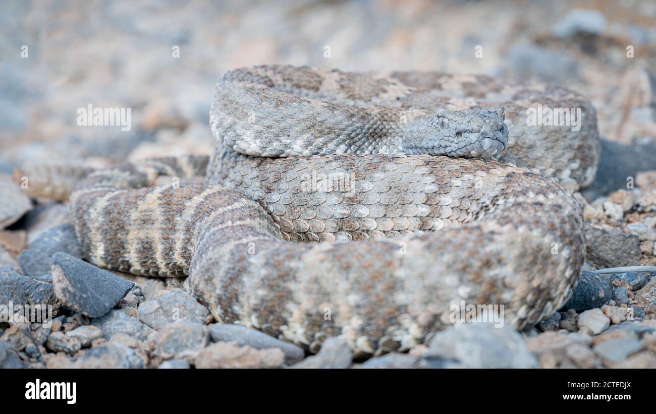 Panamint rattlesnake hi-res stock photography and images - Alamy