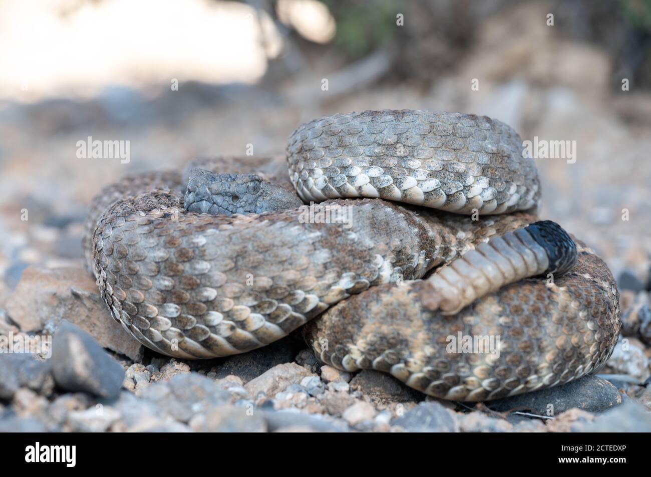Panamint Rattlesnake, Clark co., Nevada, USA Stock Photo - Alamy