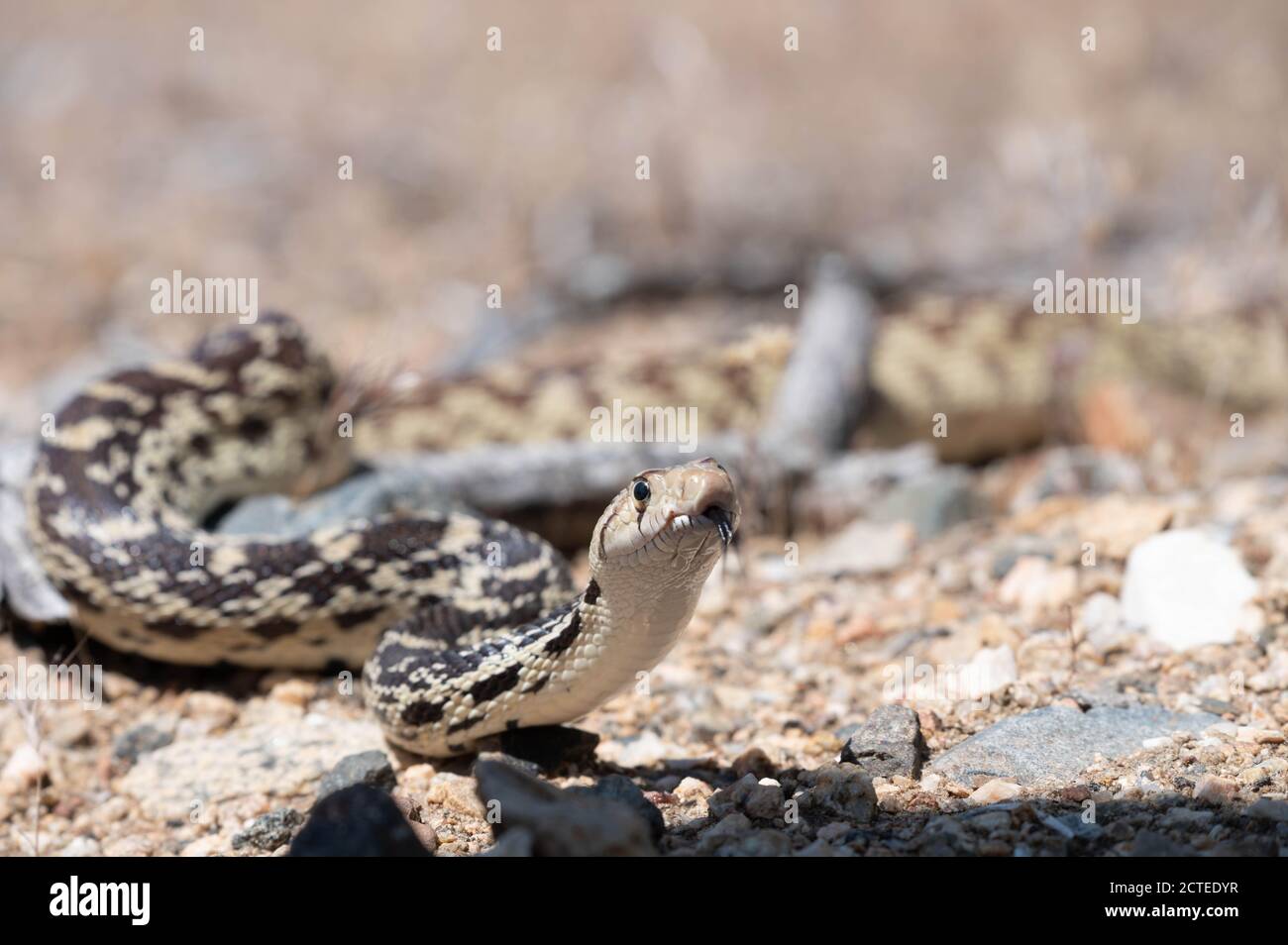 Great Basin Gopher Snake, (Pituophis catenifer deserticola), Mojave co ...