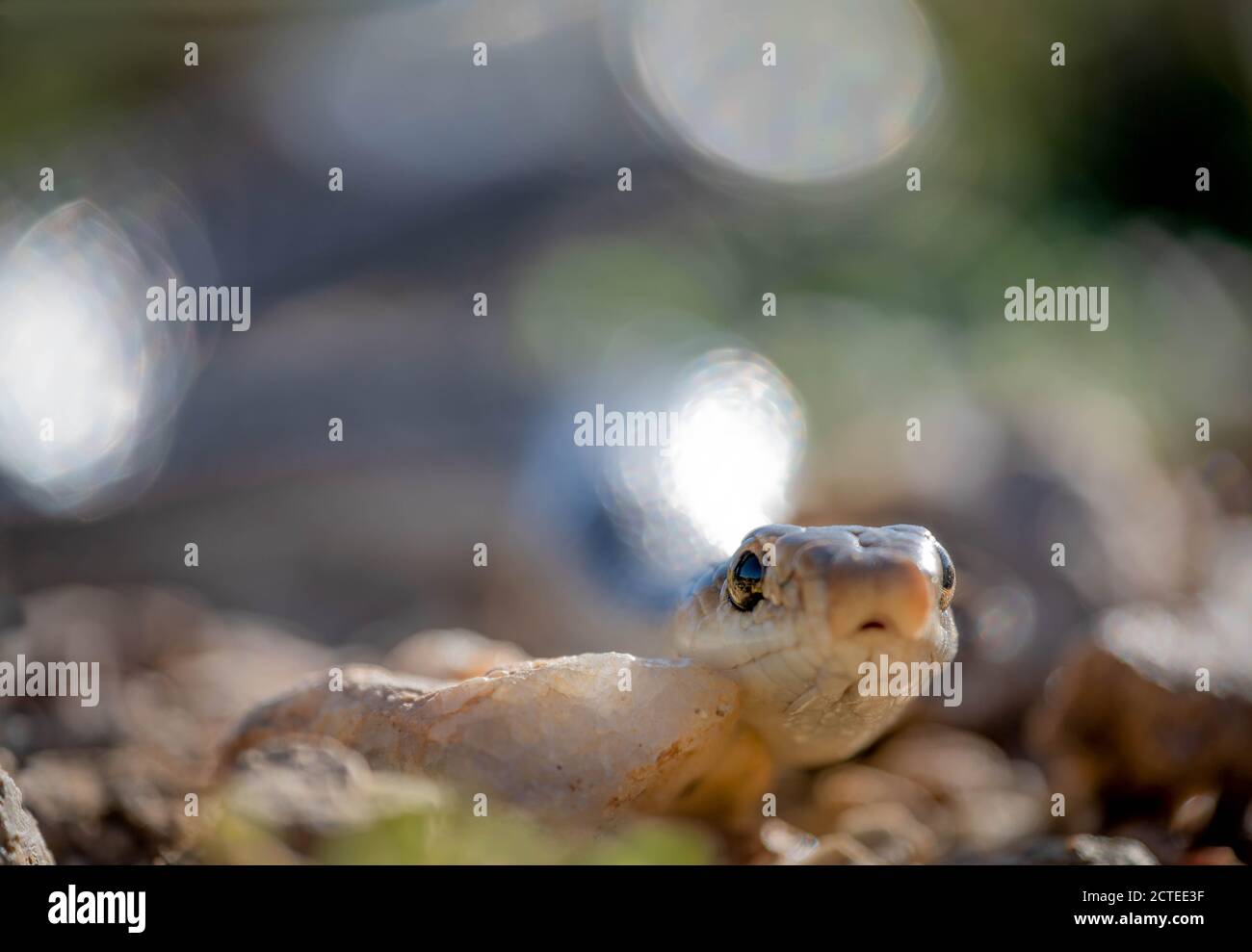 Mohave Patch-nosed Snake, Mojave co., Arizona Stock Photo - Alamy