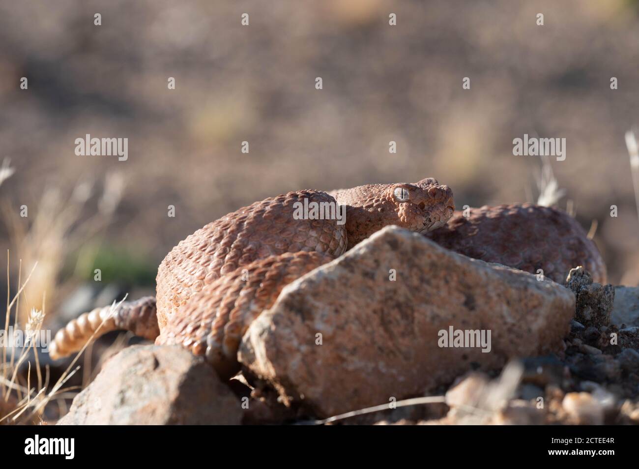 Southwestern Speckled Rattlesnake, Mojave co., Arizona, USA Stock Photo ...