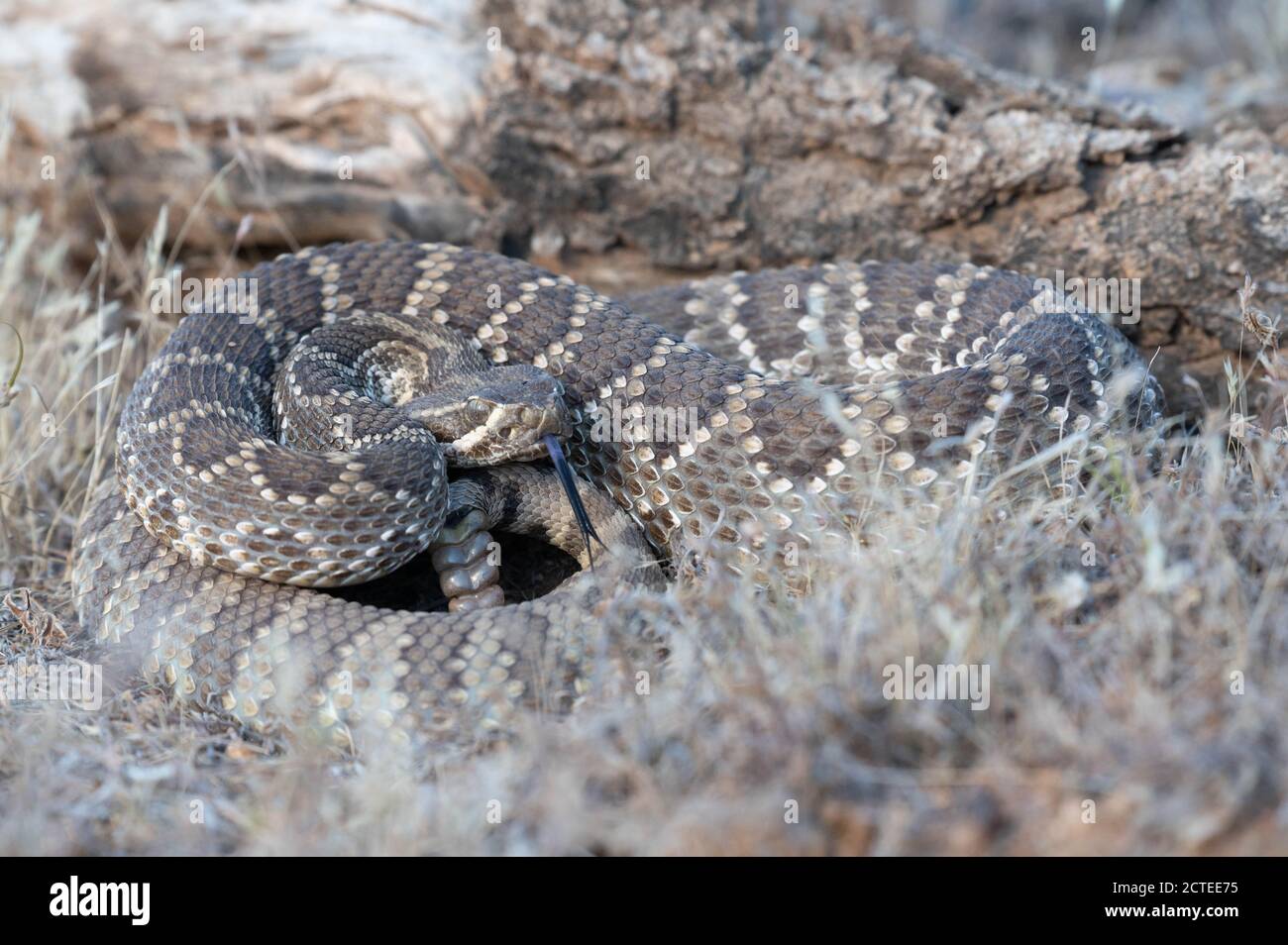 Mohave Rattlesnake, Mojave co., Arizona, USA Stock Photo - Alamy