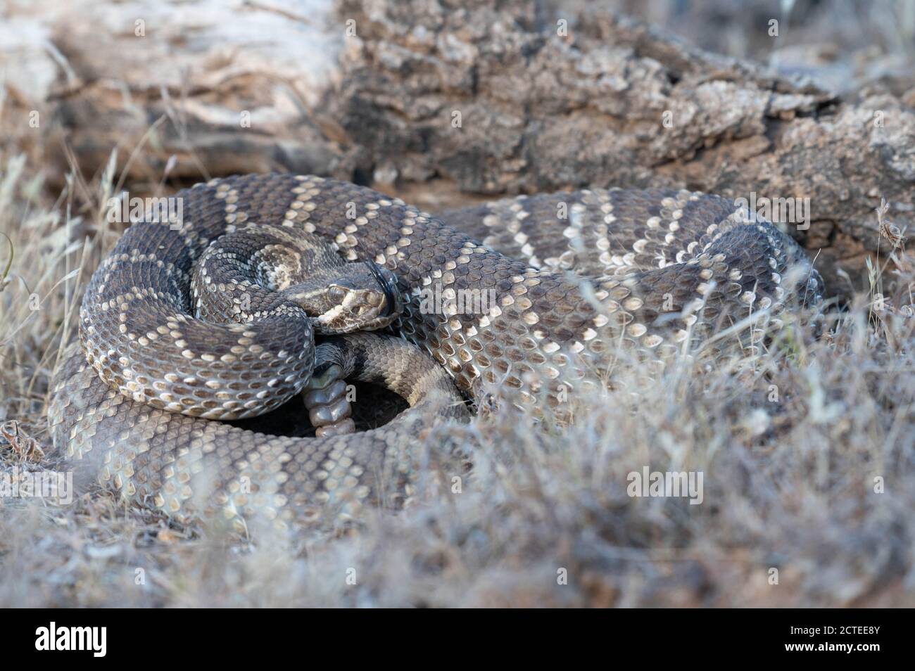 Mohave Rattlesnake, Mojave co., Arizona, USA Stock Photo - Alamy