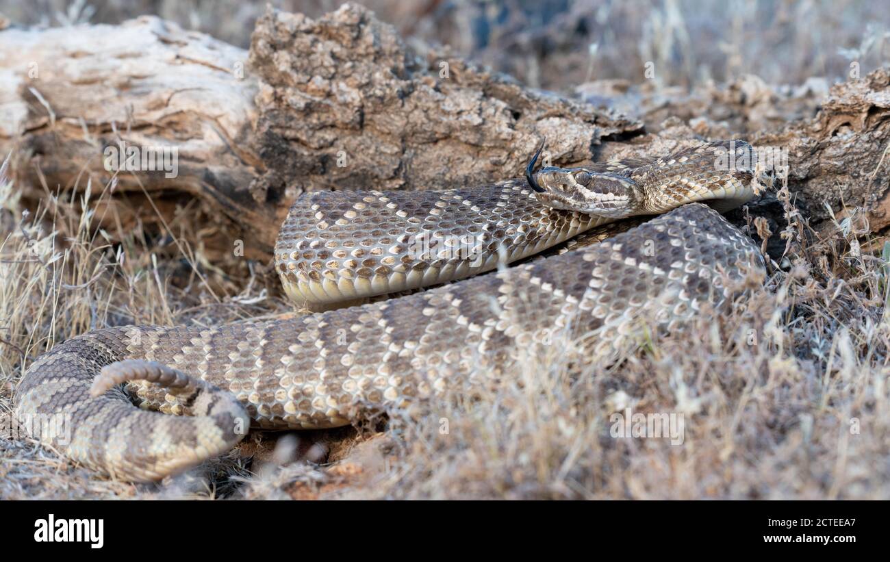 Mohave Rattlesnake, Mojave co., Arizona, USA Stock Photo - Alamy