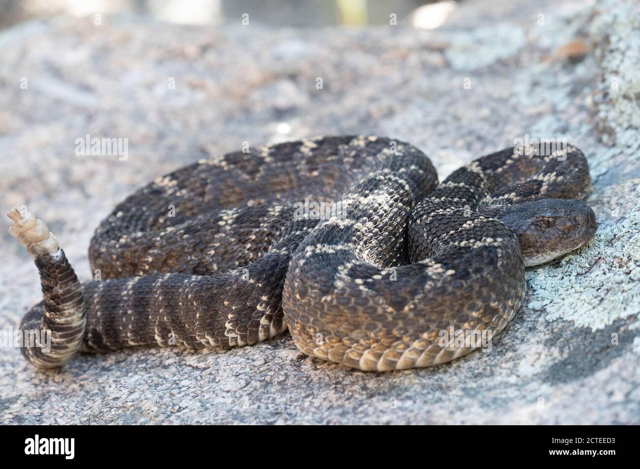 Arizona Black Rattlesnake, (Cerbat Mountain phase), Mojave co., Arizona ...