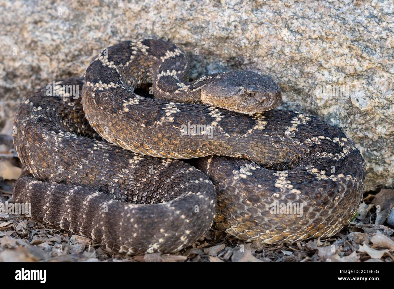 Arizona Black Rattlesnake, (Cerbat Mountain phase), Mojave co., Arizona ...