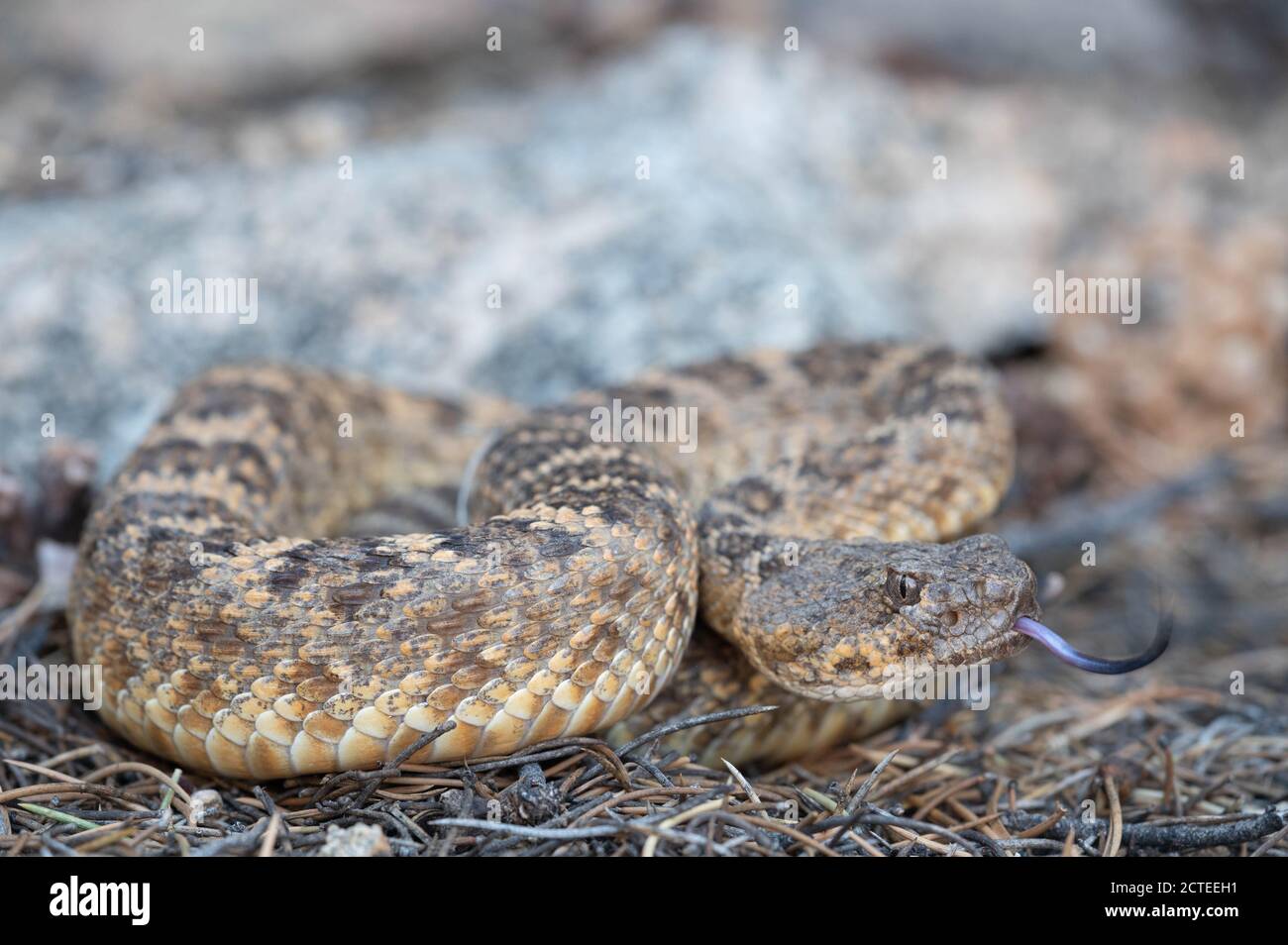 Cerbat mountains rattlesnake hi-res stock photography and images - Alamy