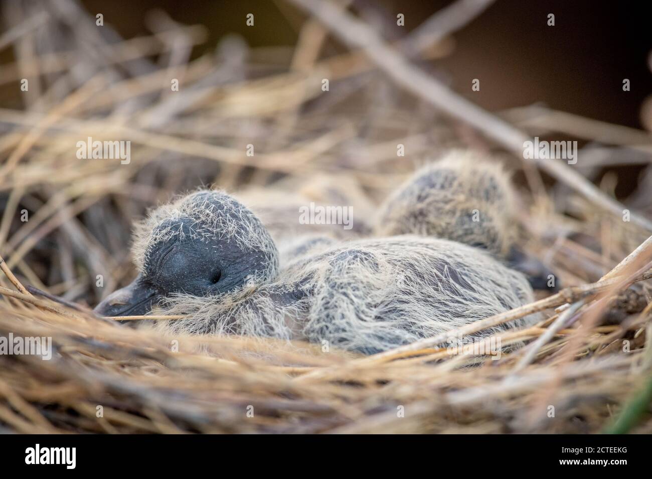 Hatchling Mourning Doves in a nest. Mojave co., Arizona, USA Stock ...