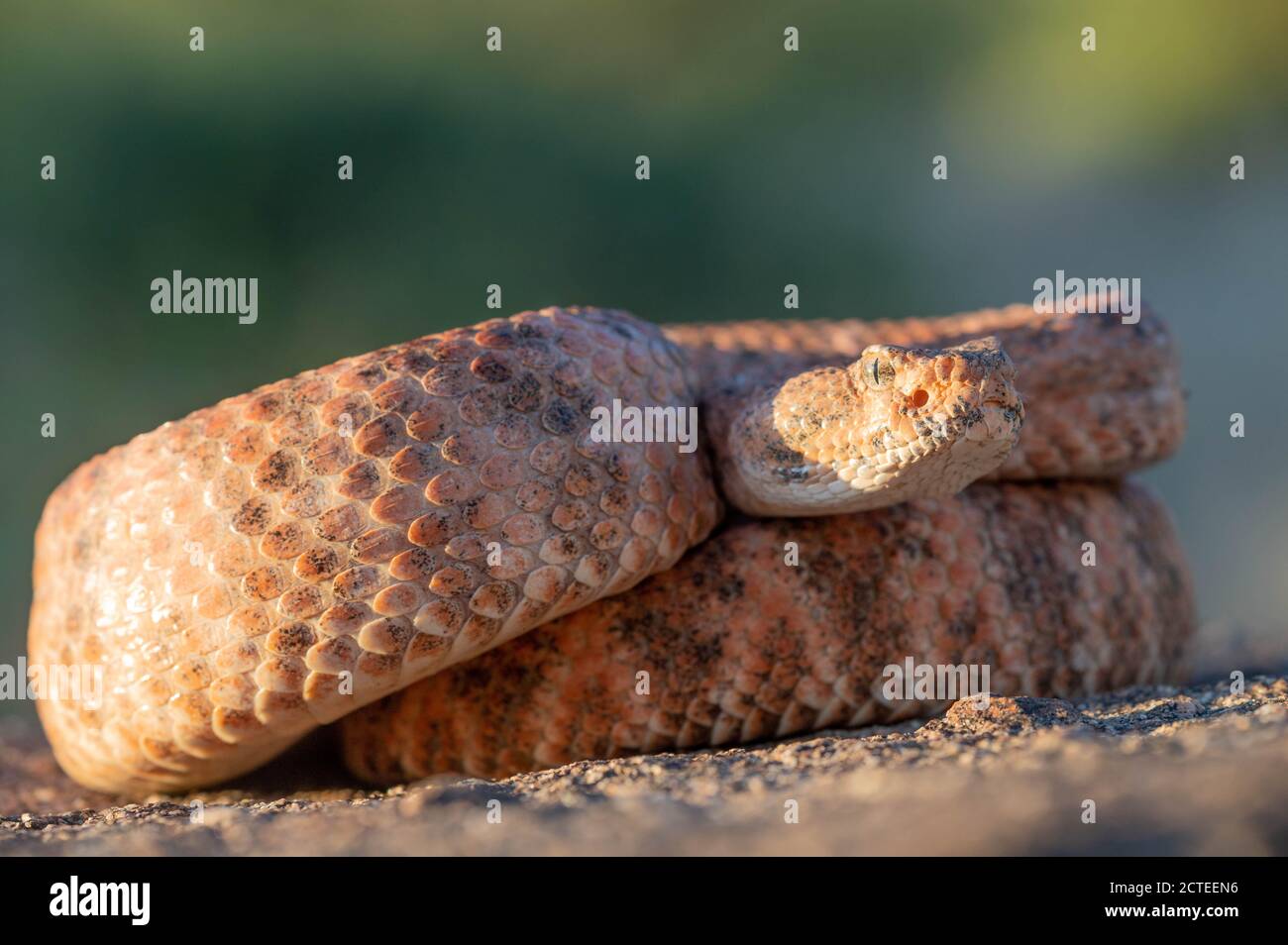 Southwestern Speckled Rattlesnake, Mojave co., Arizona, USA Stock Photo ...