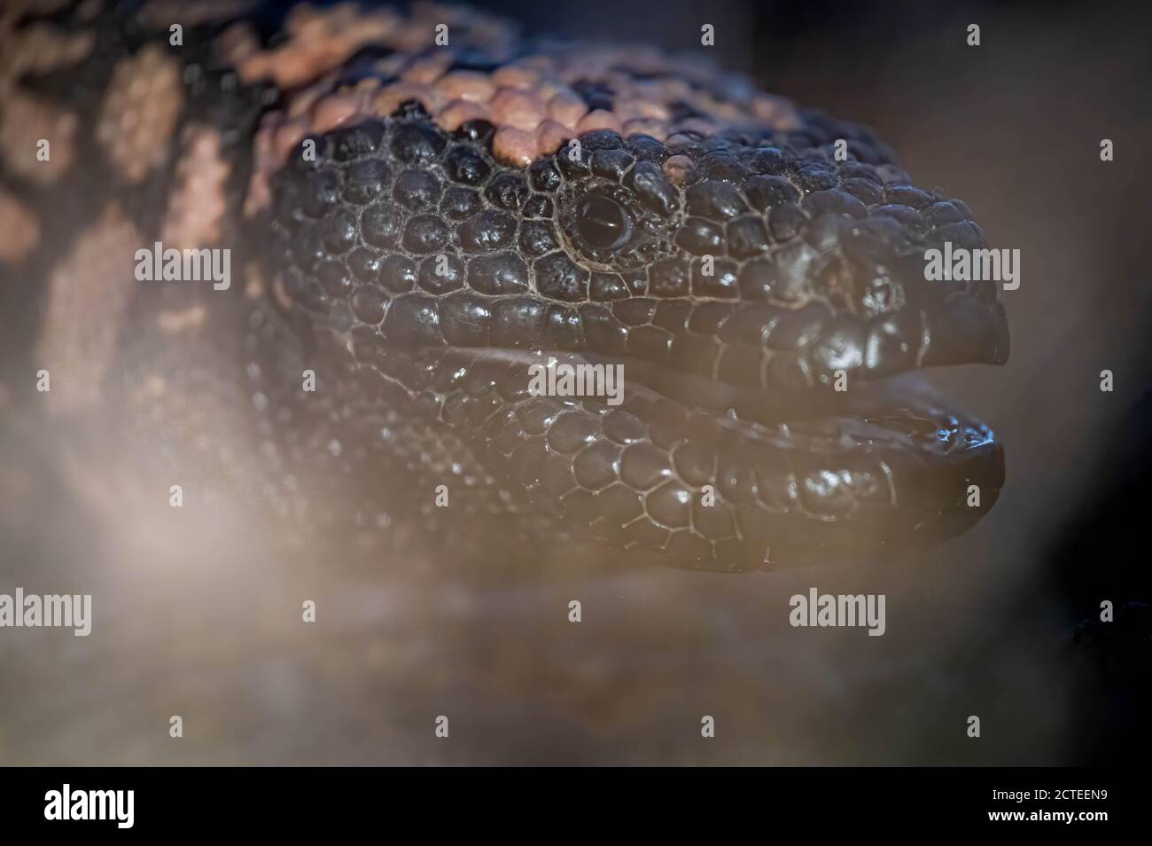 Helodermatidae hi-res stock photography and images - Alamy