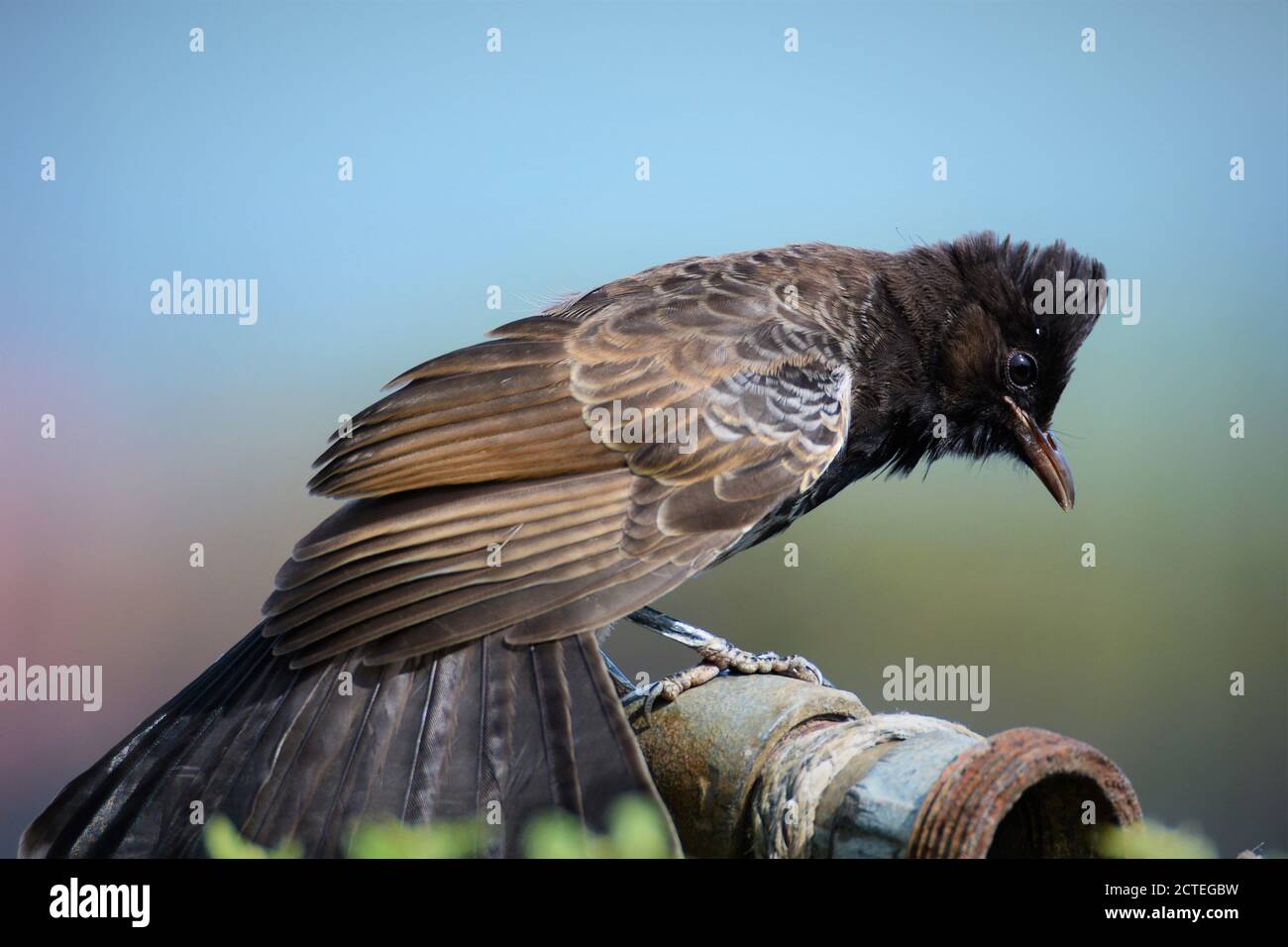 Bird - Red Vented Bulbul Closeup Side view, spreading tail and wings ...