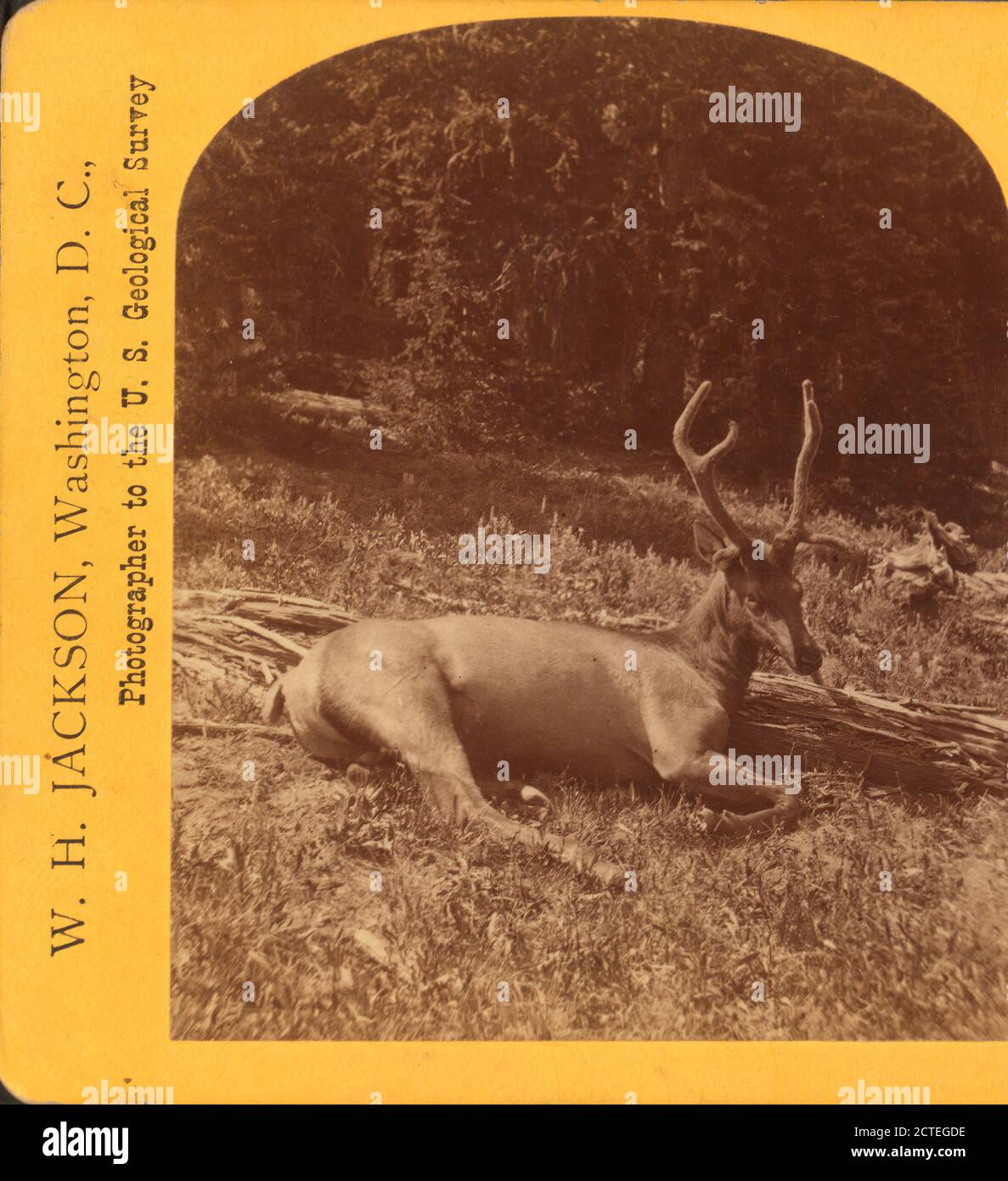 An elk., Jackson, William Henry (1843-1942), Geographical Surveys West ...