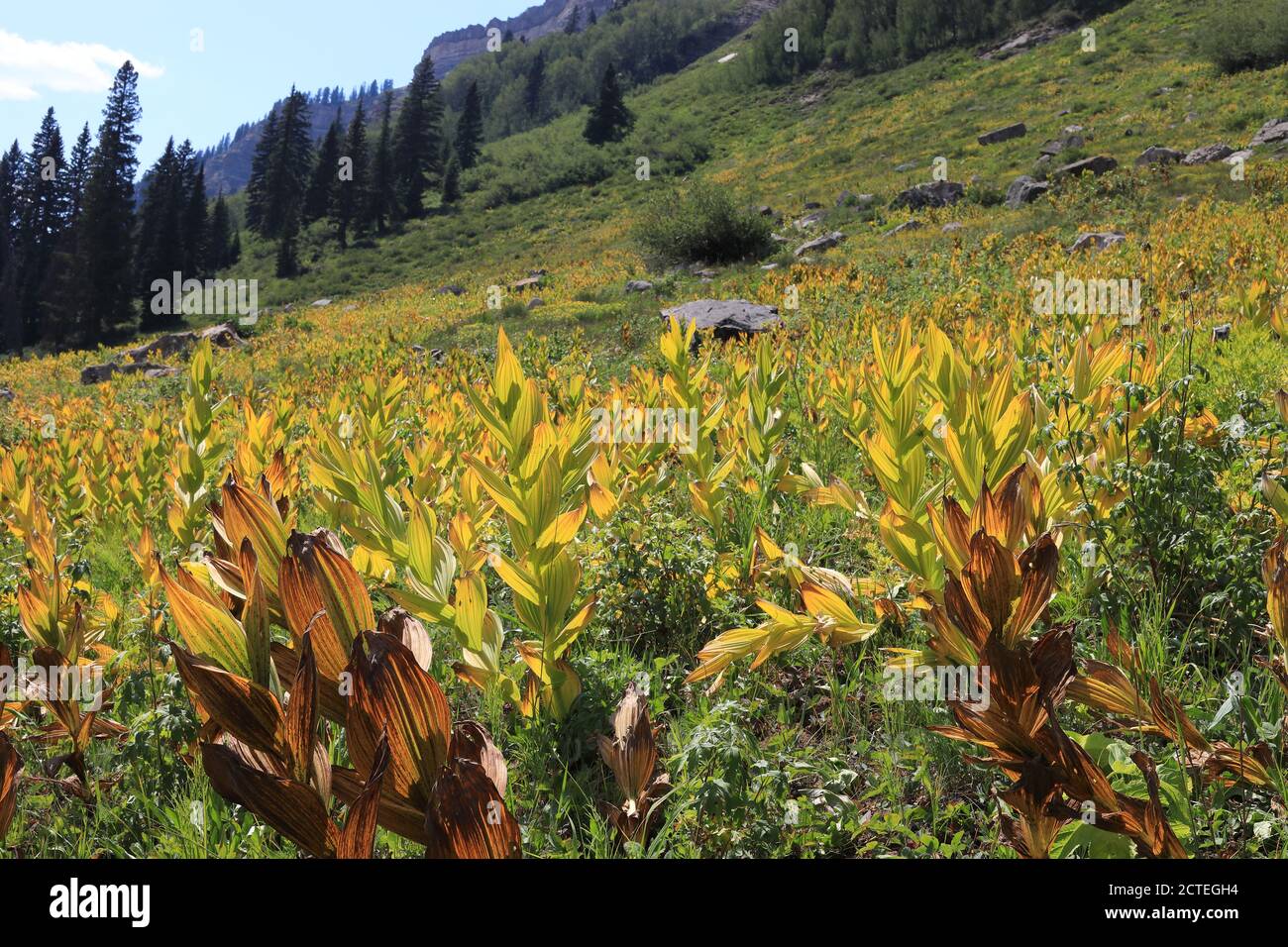 High elevation plants hi-res stock photography and images - Alamy