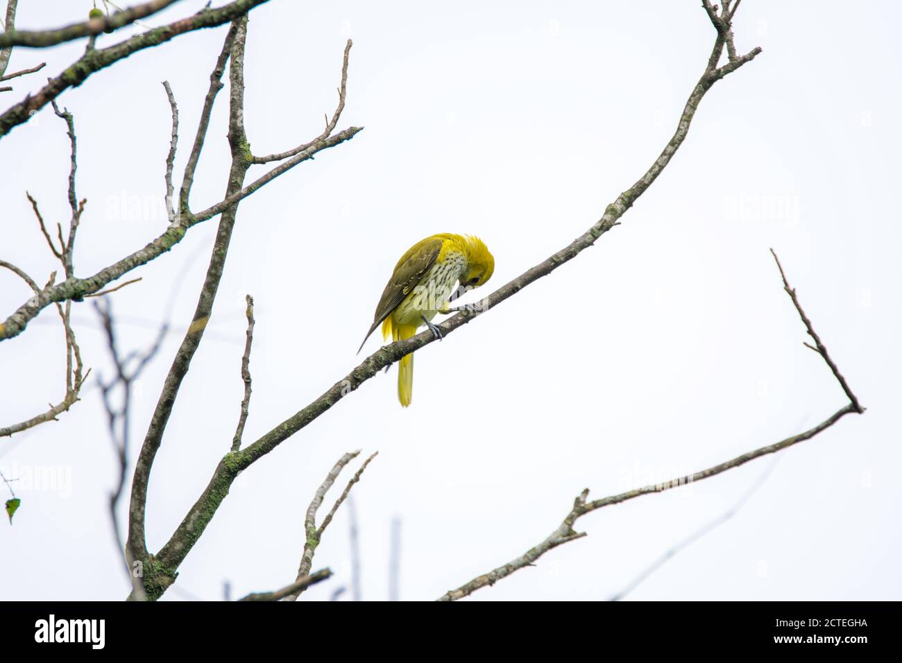 Indian golden oriole hi-res stock photography and images - Alamy