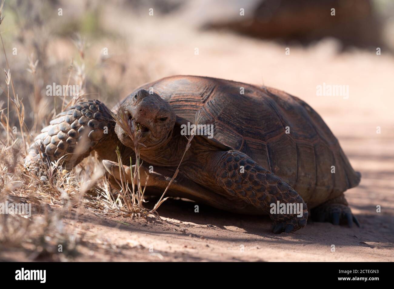 Mojave Desert Tortoise, Paradise canyon, Washington co., Utah, USA Stock Photo - Alamy