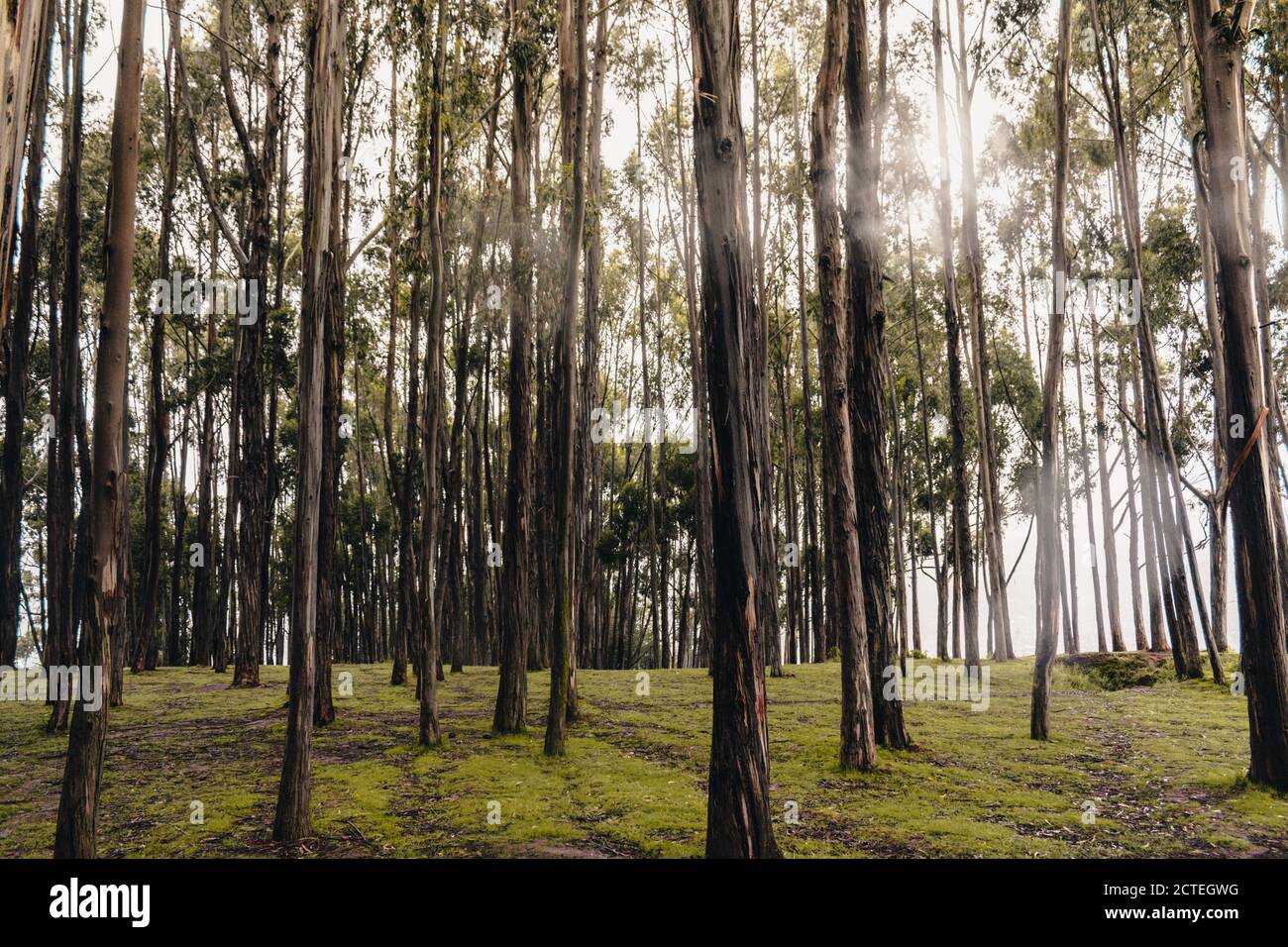 eucalyptus tree forest with sunlight Stock Photo - Alamy