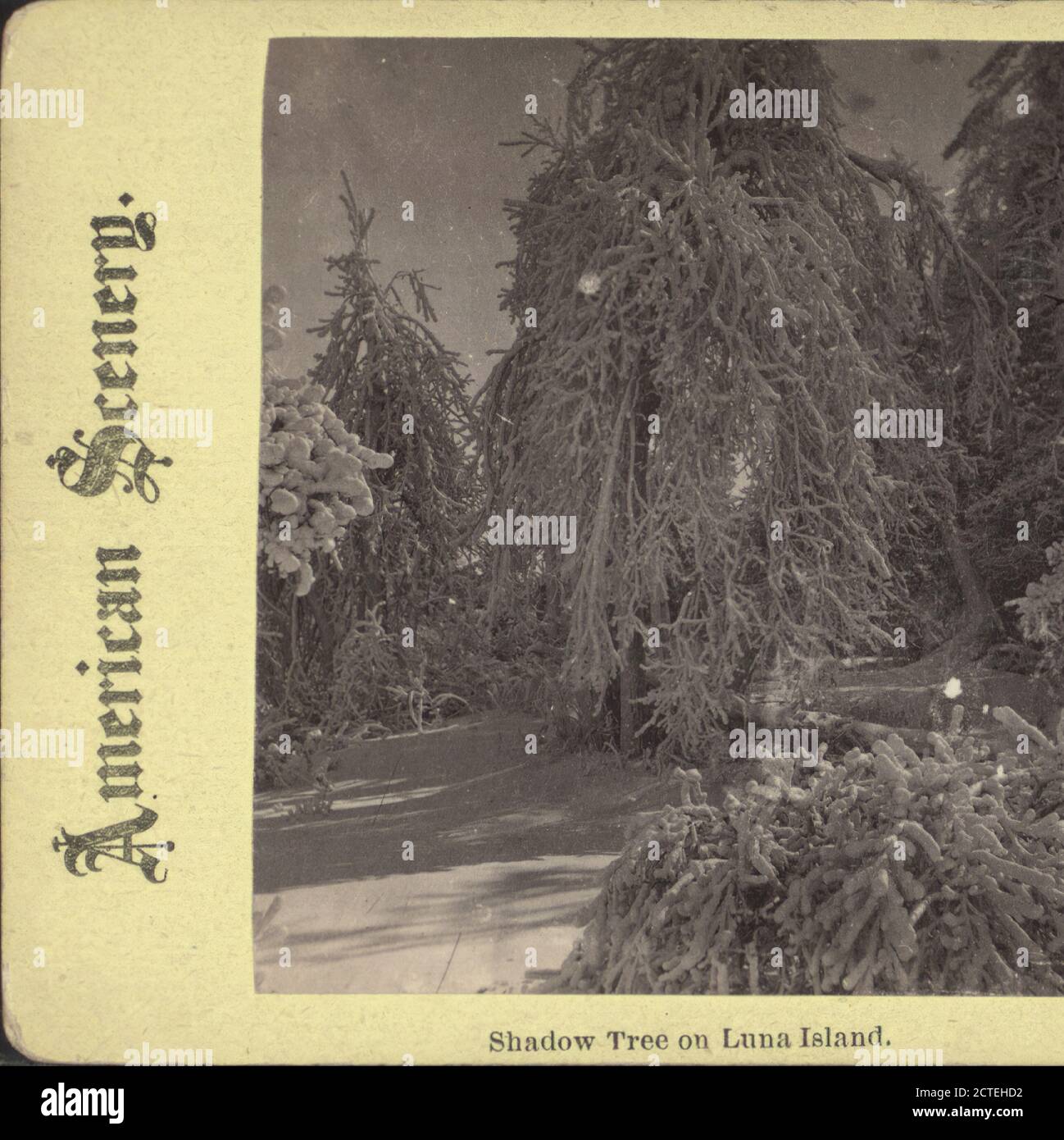 Shadow tree on luna hi-res stock photography and images - Alamy