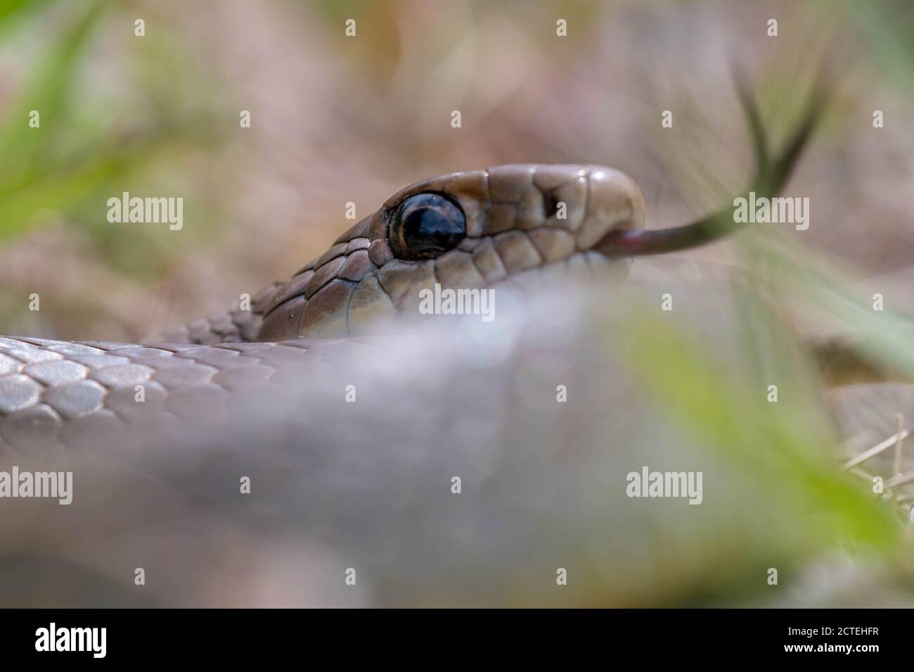 Western Yellow-bellied Racer, Utah co., Utah, USA Stock Photo - Alamy
