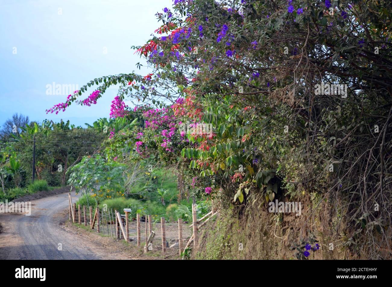 Pereira, Colombia - Colorful Bushes in Coffee Country Stock Photo - Alamy