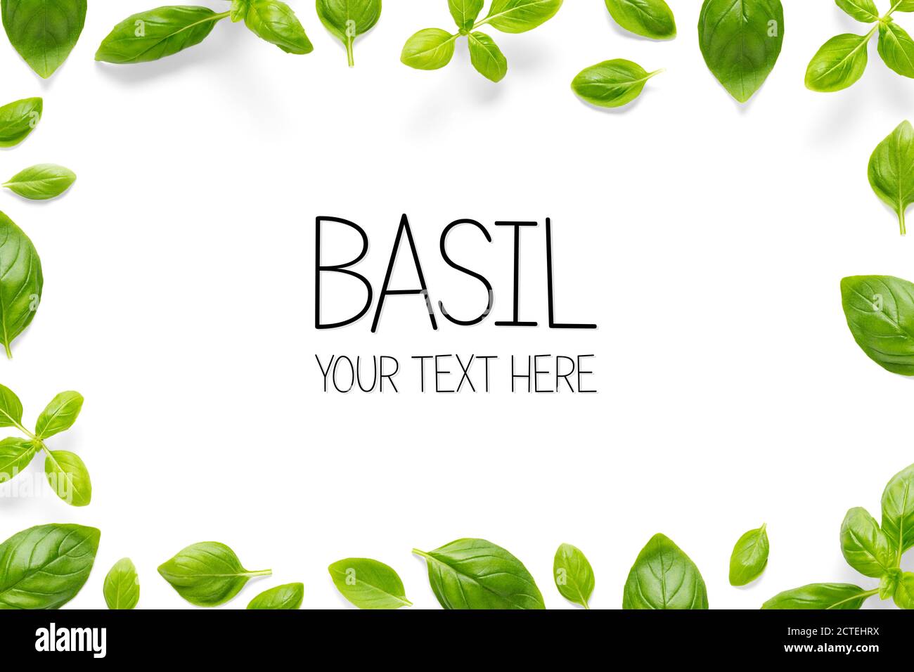 Creative layout with fresh basil leaves. Bunch and single basil leaf ...