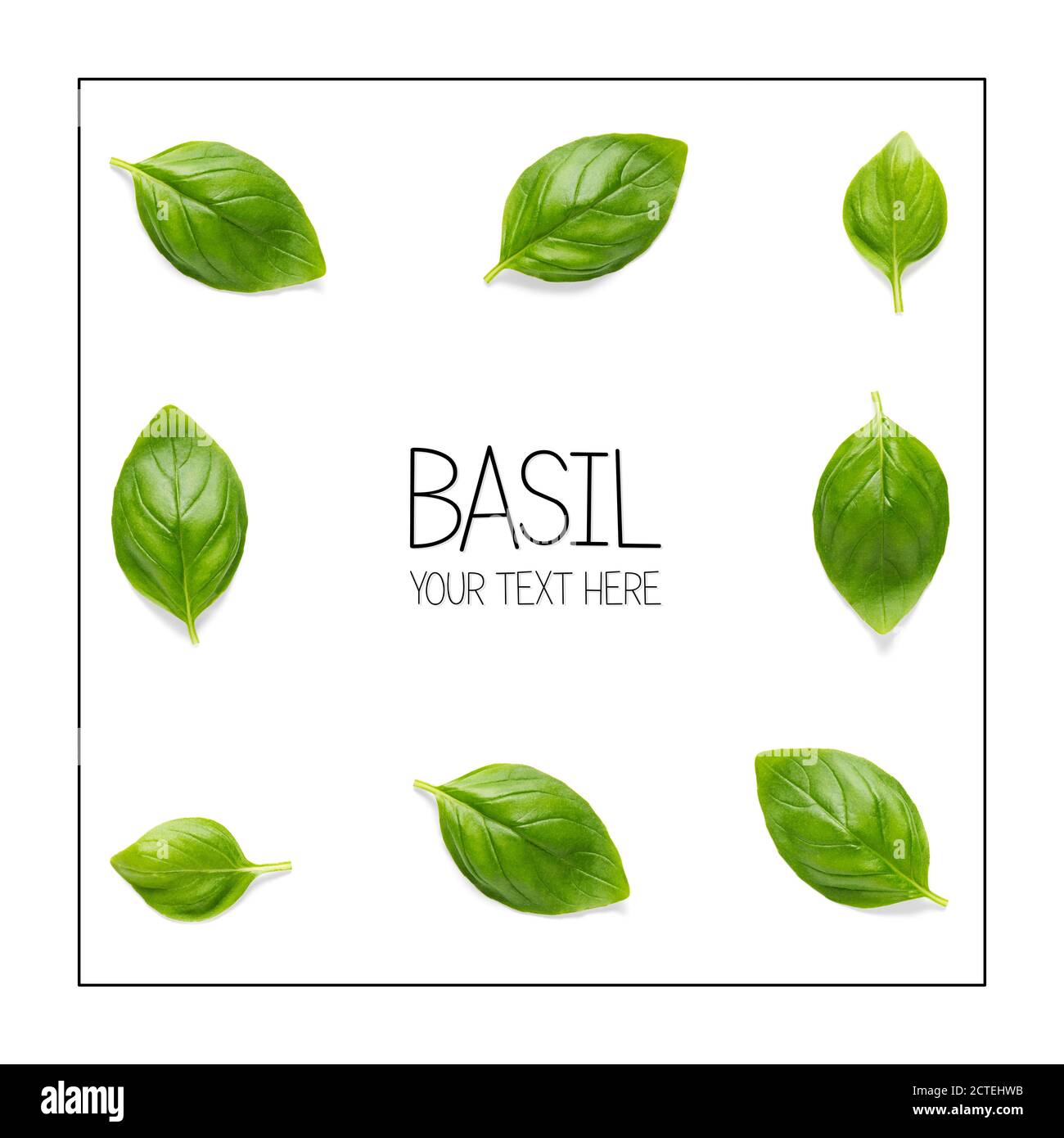 Creative layout with fresh basil leaves. Bunch and single basil leaf ...