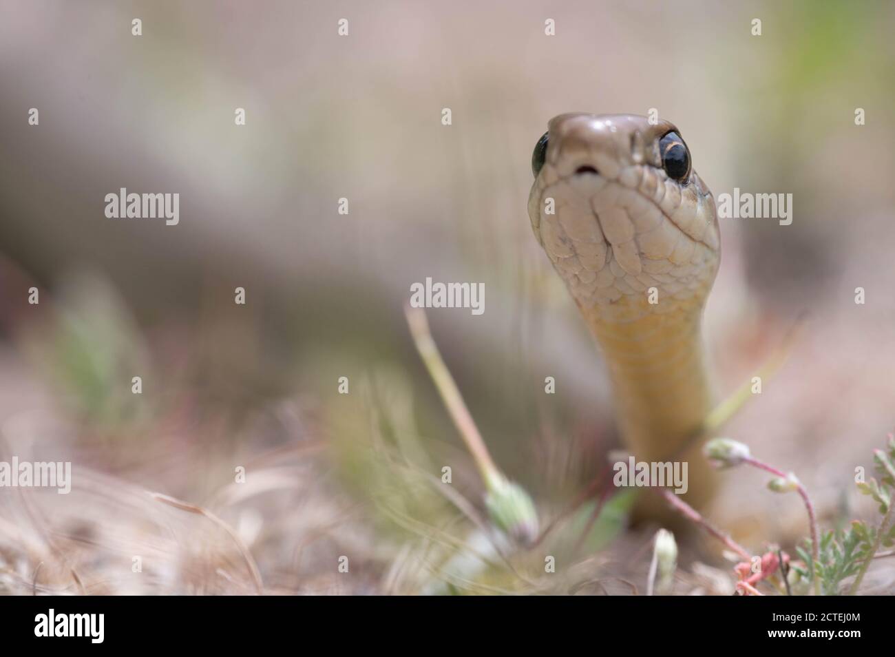 Western Yellow-bellied Racer, Utah co., Utah, USA Stock Photo - Alamy