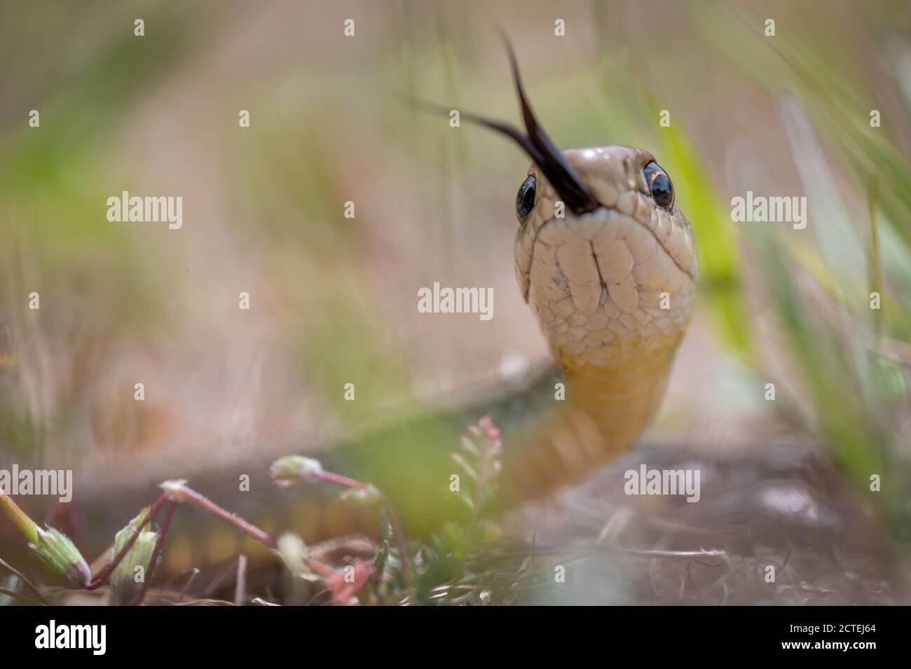 Western Yellow-bellied Racer, Utah co., Utah, USA Stock Photo - Alamy
