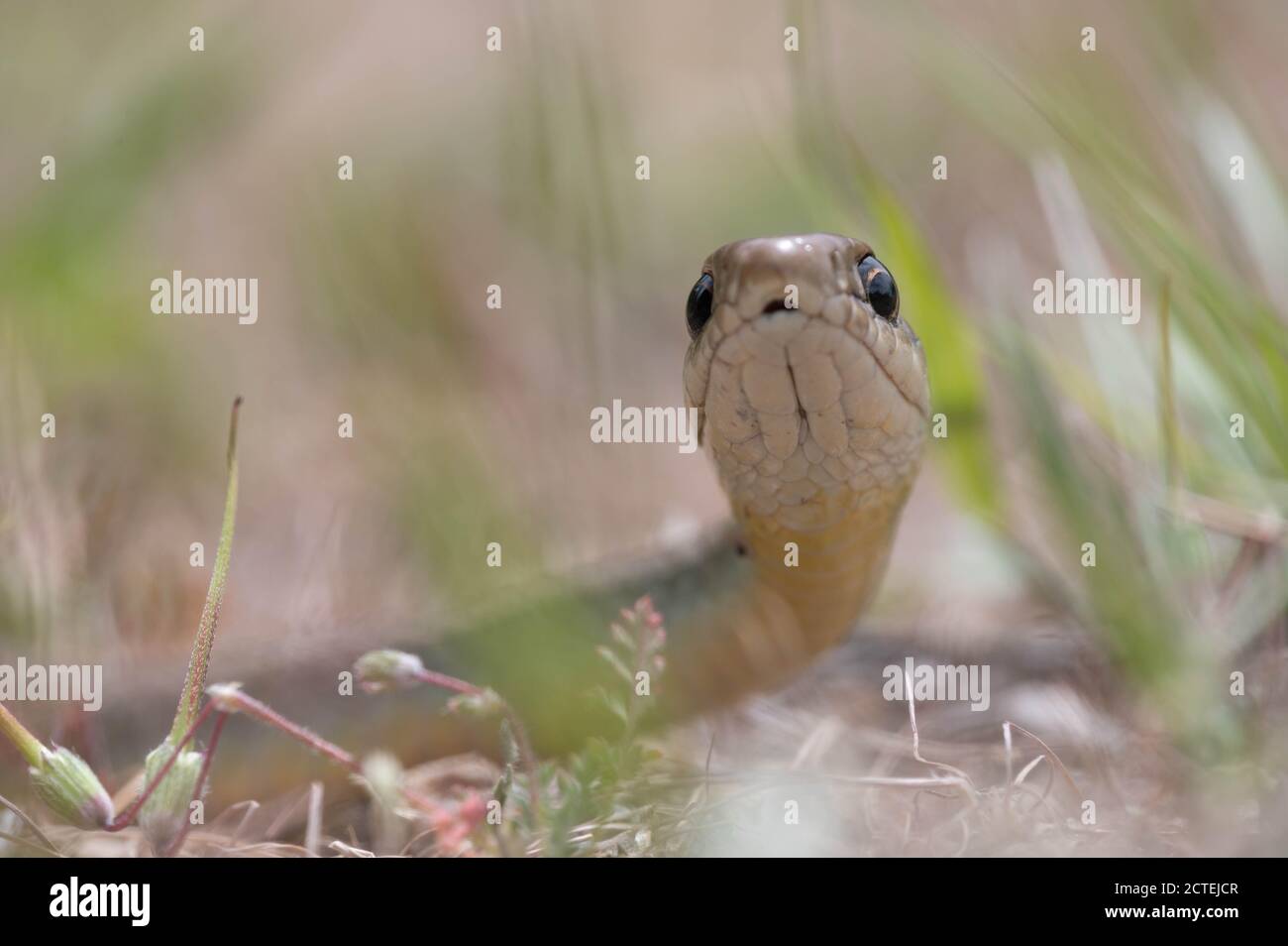 Western Yellow Bellied Racer High Resolution Stock Photography and ...