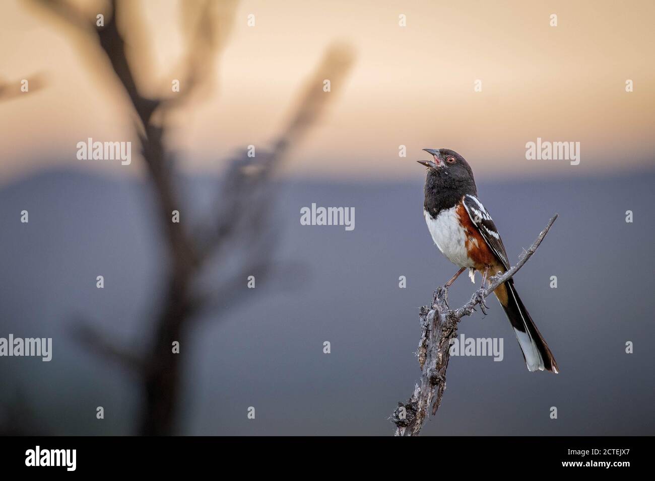 Sevilleta national wildlife refuge hi-res stock photography and images ...