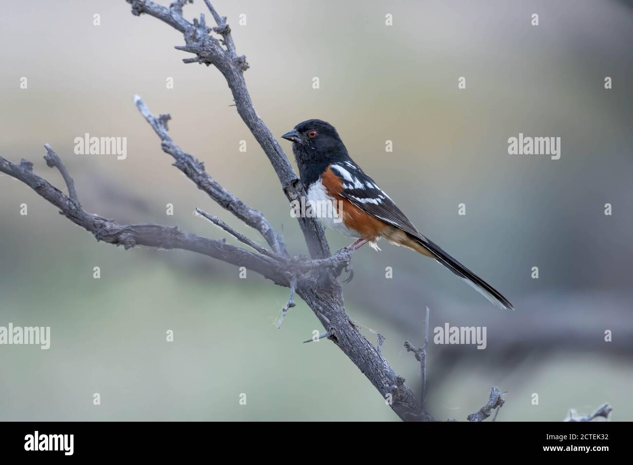 Sevilleta national wildlife refuge hi-res stock photography and images ...