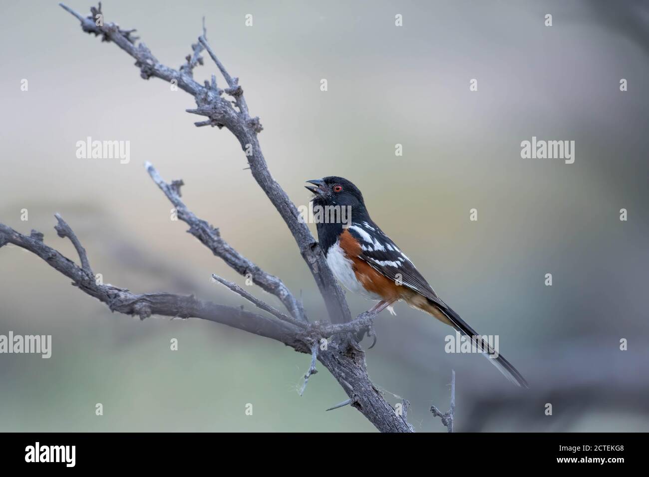 Spotted Towhee, Sevilleta National Wildlife Refuge, New Mexico, USA ...