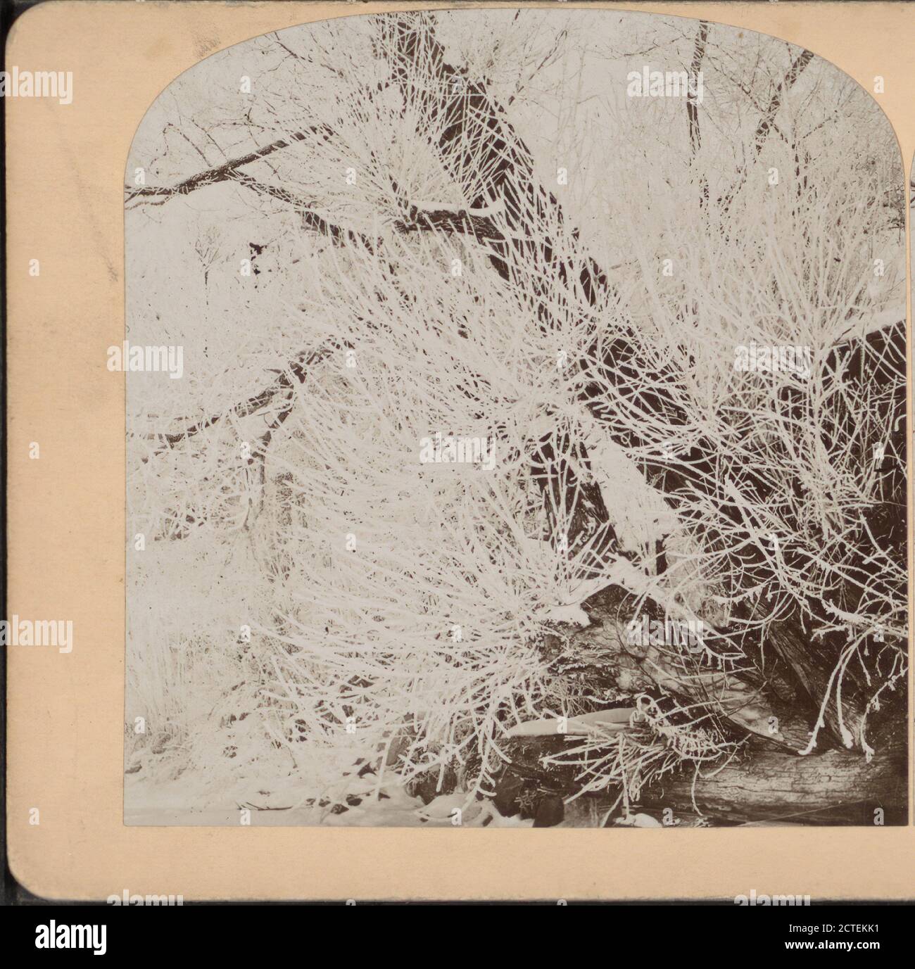 Ice covered tree, Niagara Falls., New York (State), Niagara Falls (N.Y ...