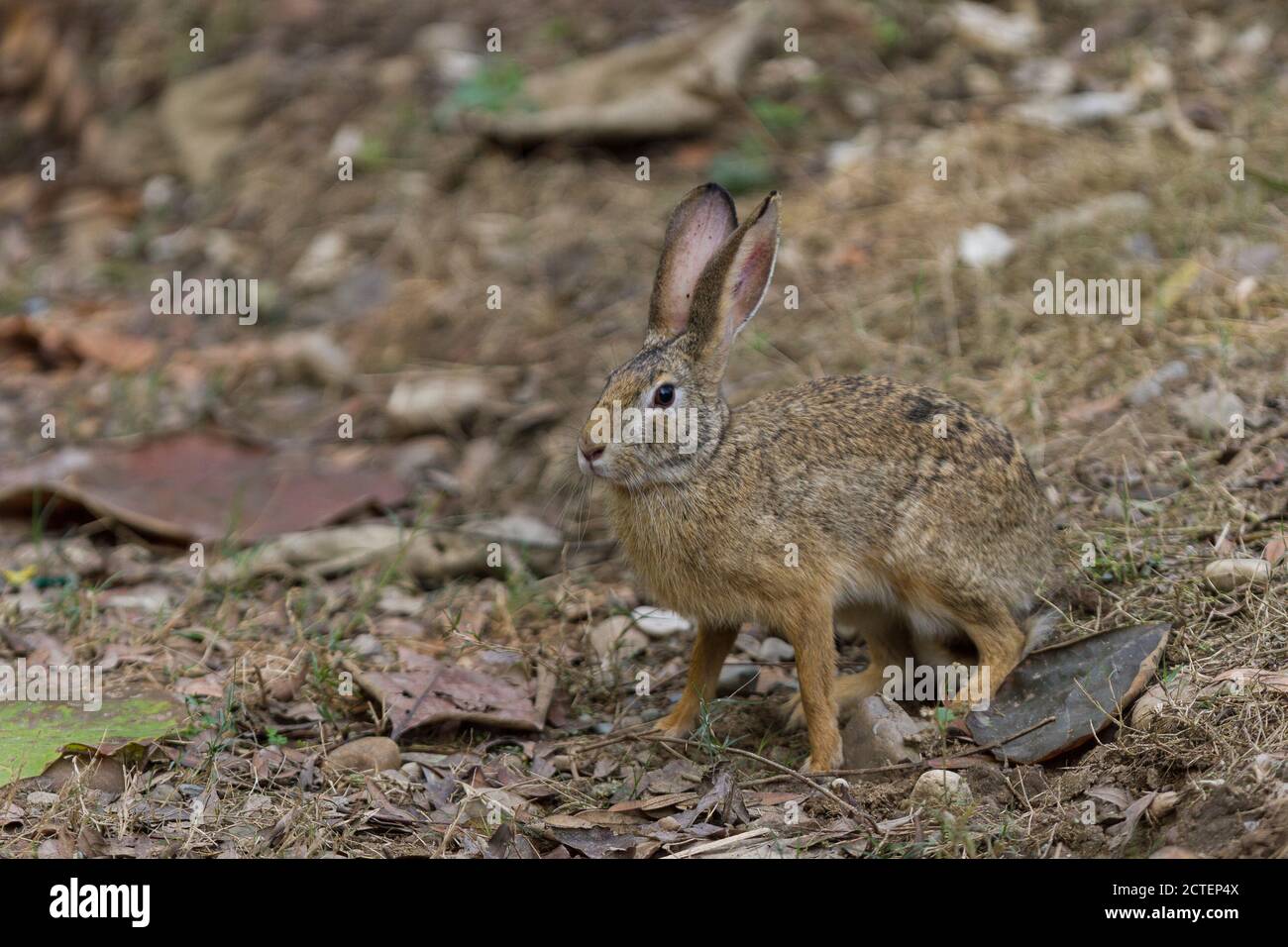 Indian hare lepus nigricollis in hi-res stock photography and images ...
