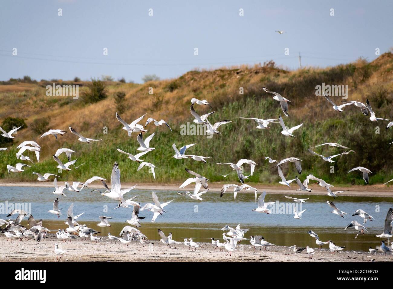 Lots of seagulls on the sea coast Stock Photo - Alamy