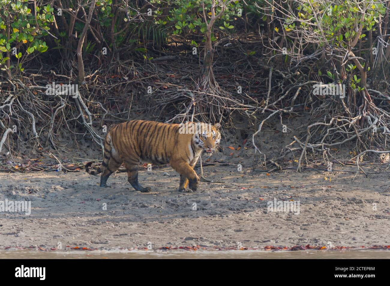 Adult male Bengal tiger walking on the shoreline and patrolling the ...